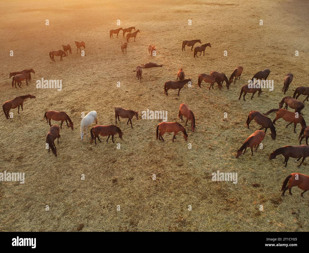 Aerial of horses running hi-res stock photography and images - Alamy