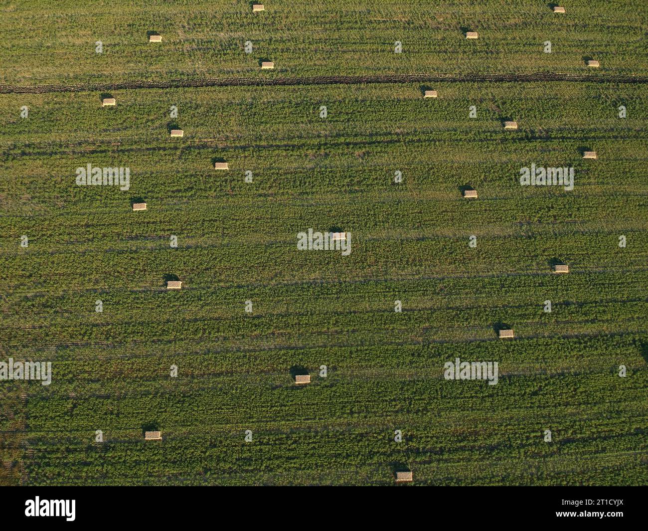 Overgrown hay field hi-res stock photography and images - Alamy
