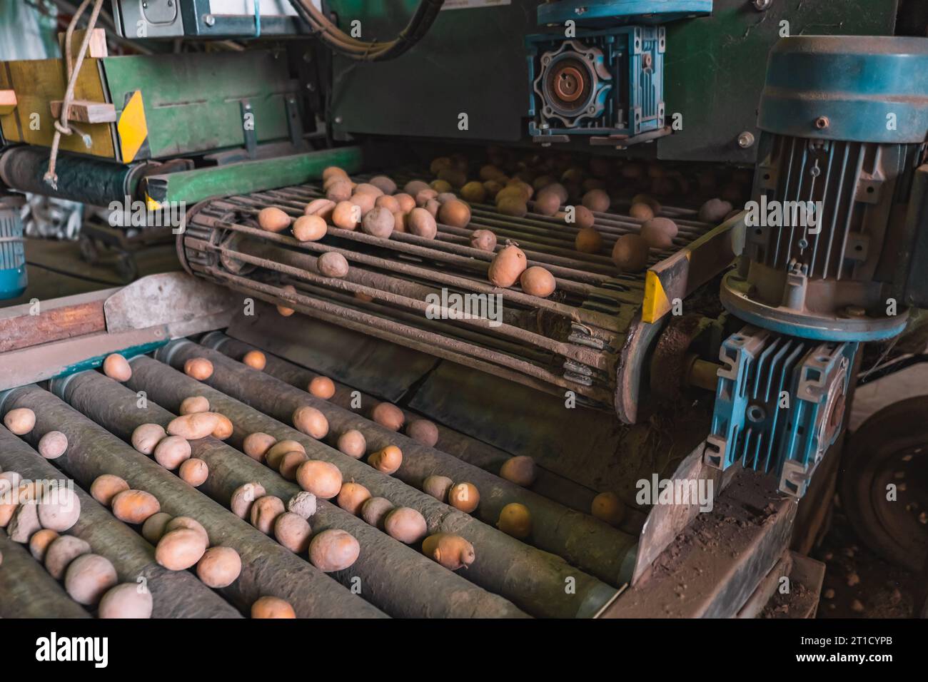 Small potatoes in the sorting machine according to their size ...
