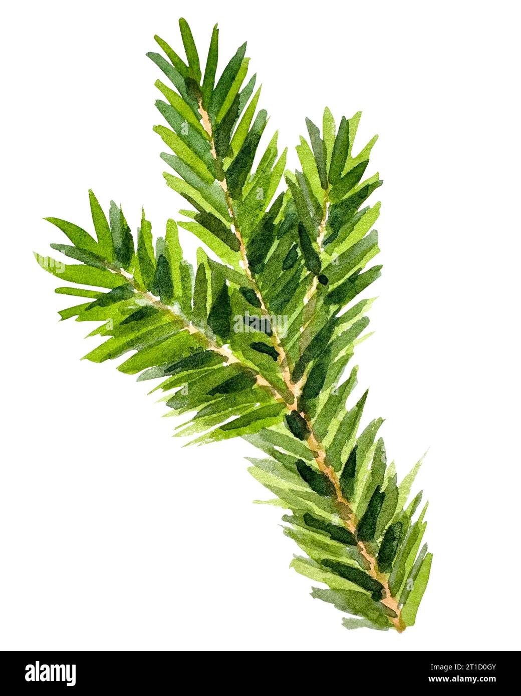 Watercolor Christmas branch. Hand drawn botanical element isolated on white background ...