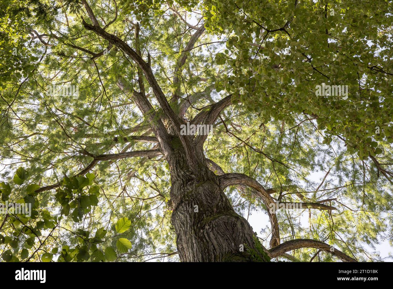 Geometry of the branches of the tree Stock Photo - Alamy