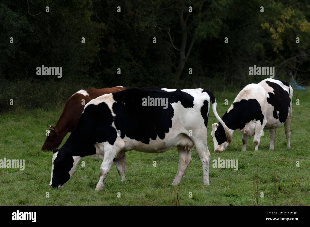 Dairy cow england hi-res stock photography and images - Alamy