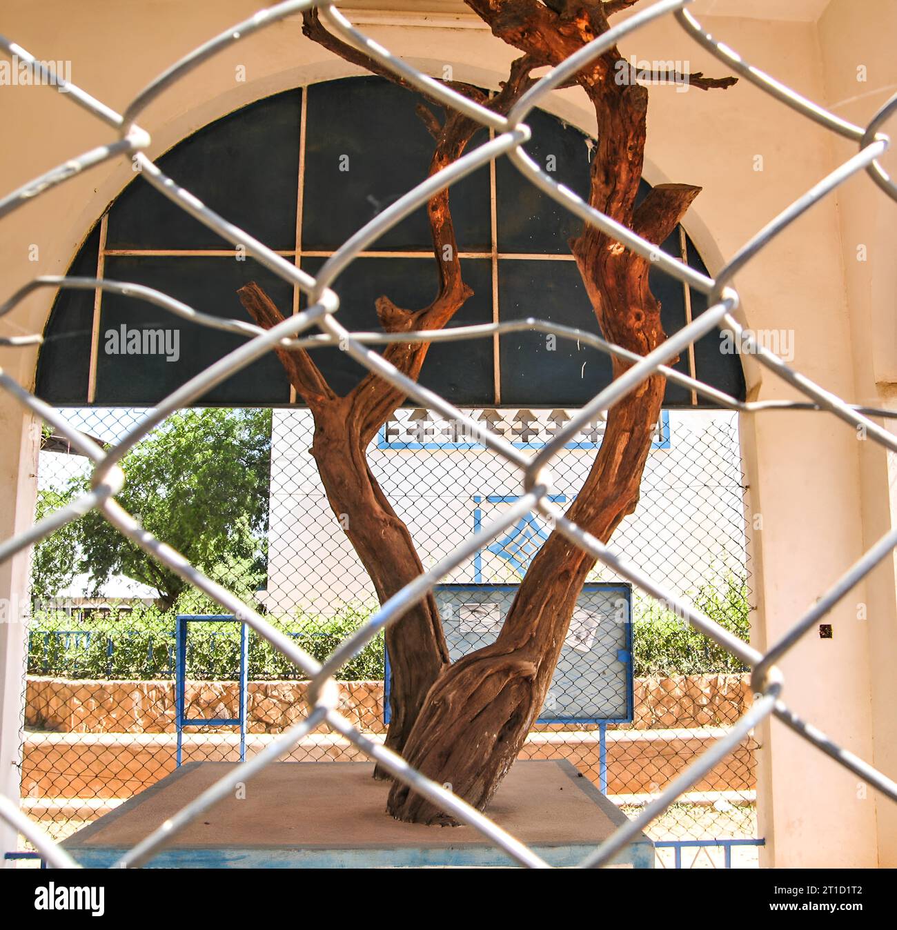 The ténéré tree hi-res stock photography and images - Alamy