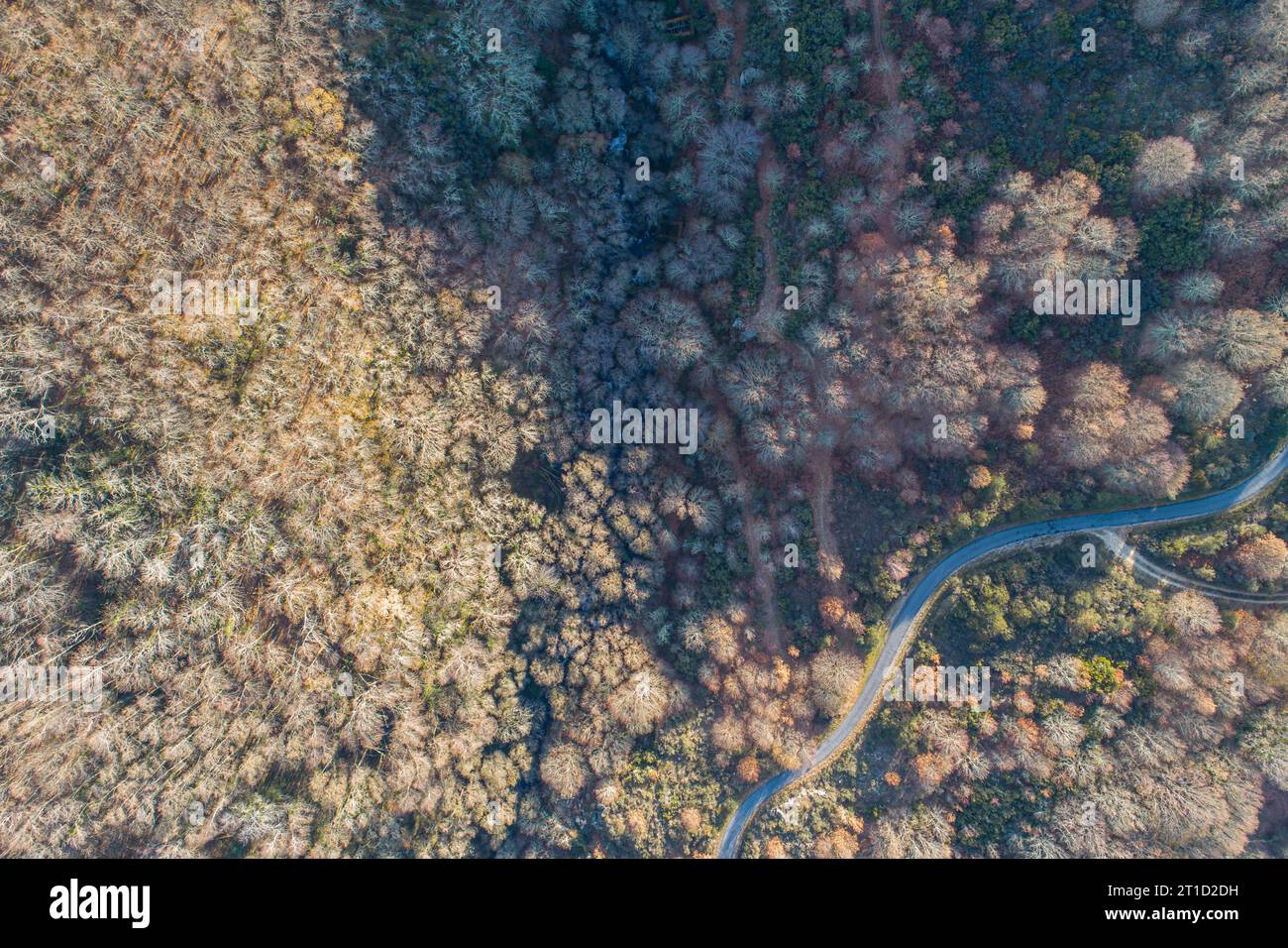 Overhead drone aerial view of an oak forest in winter and a winding ...