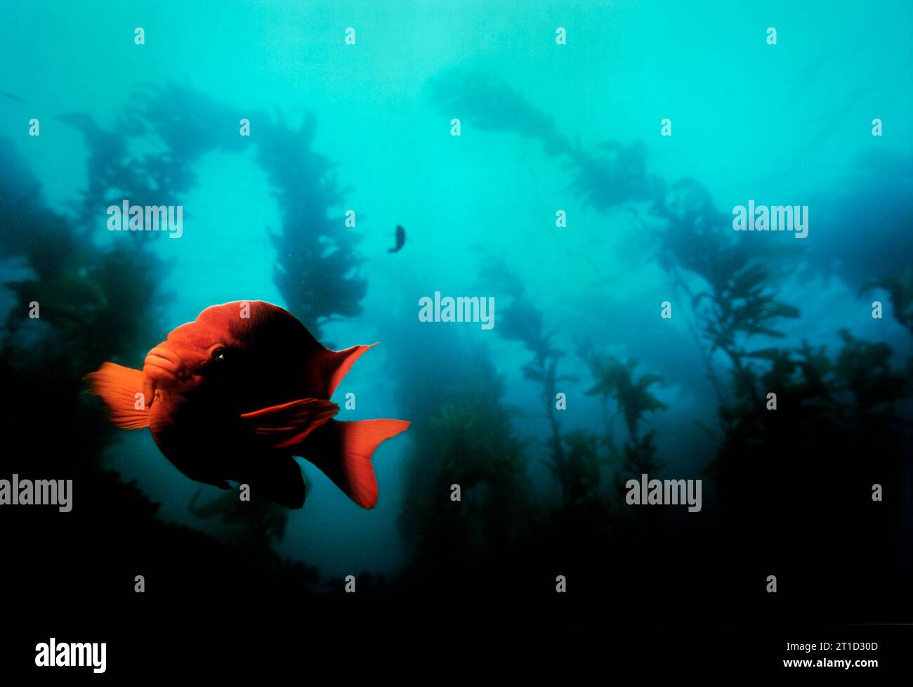 Underwater garibaldi fish swimming hi-res stock photography and images ...