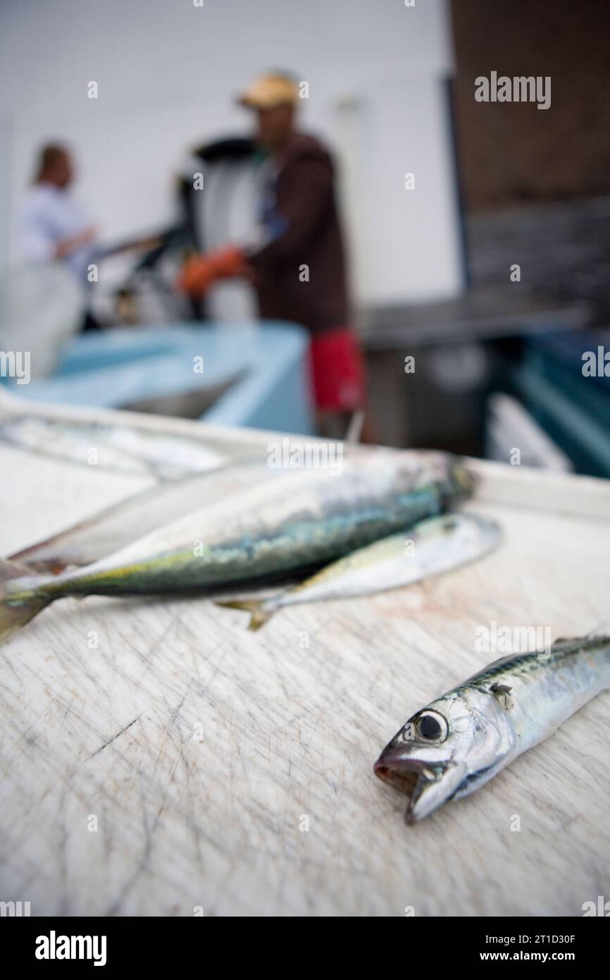 Bait fish hi-res stock photography and images - Alamy