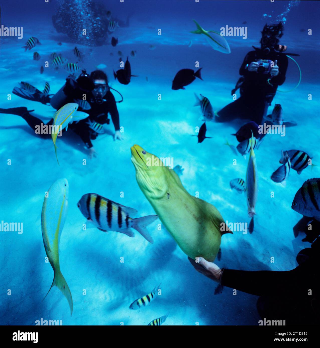 Divers with moray eel hi-res stock photography and images - Alamy