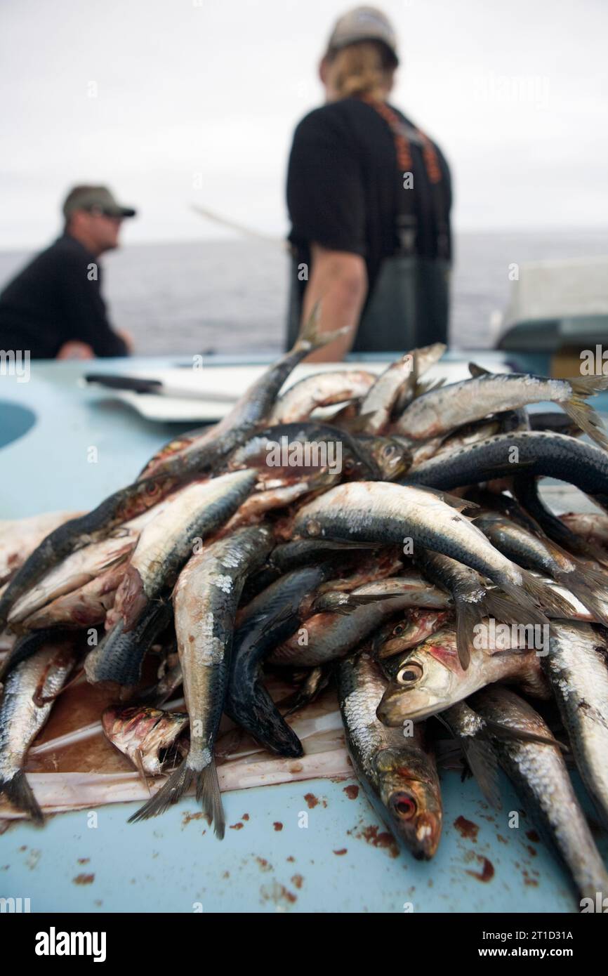 Dead bait hi-res stock photography and images - Alamy