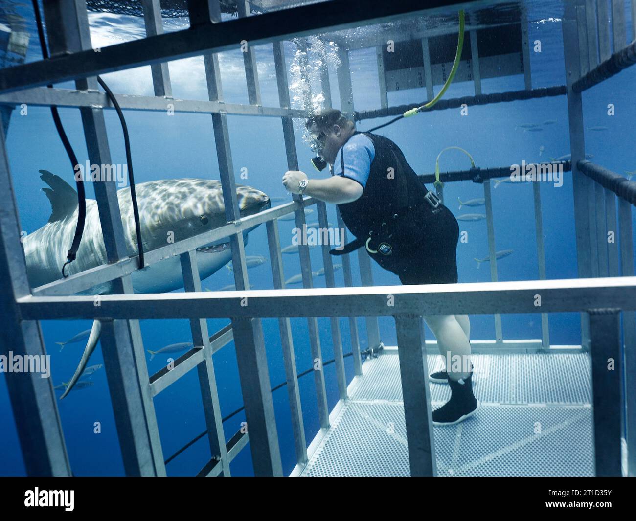 WHITE SHARK ENCOUNTER Stock Photo - Alamy