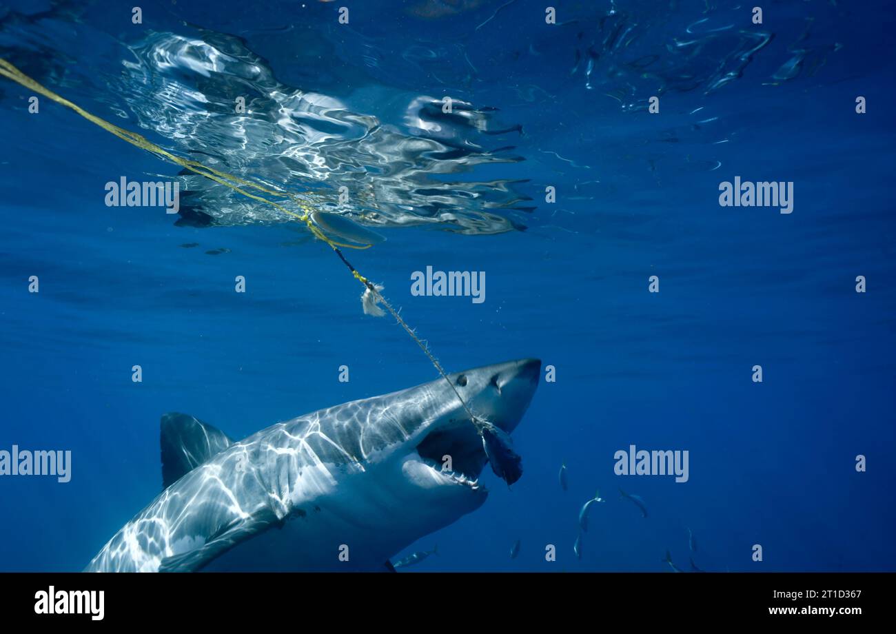 Shark bite hi-res stock photography and images - Alamy
