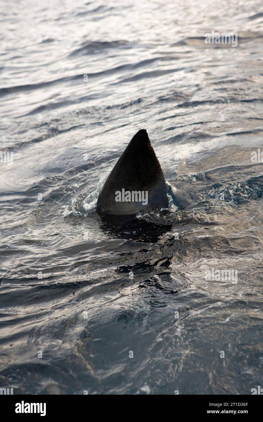 Shark dorsal fin hi-res stock photography and images - Alamy