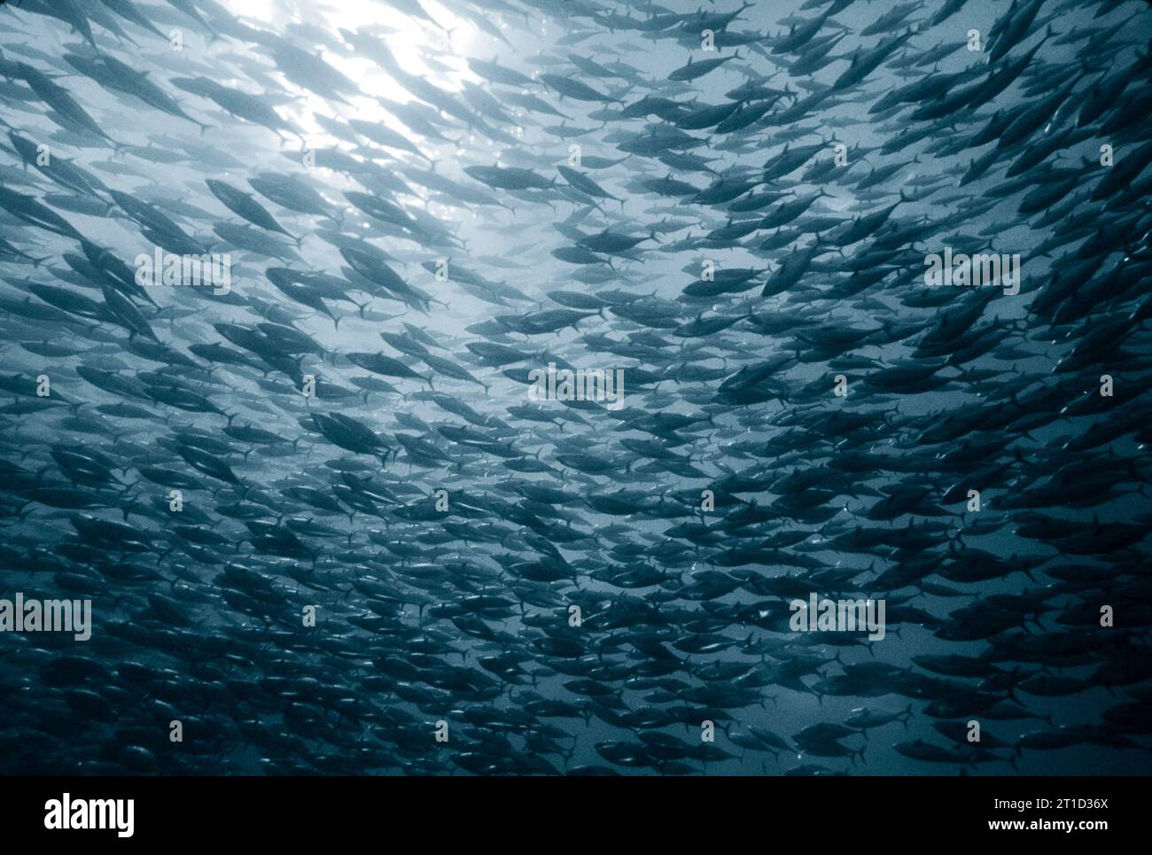 Fish group swimming tuna hi-res stock photography and images - Alamy