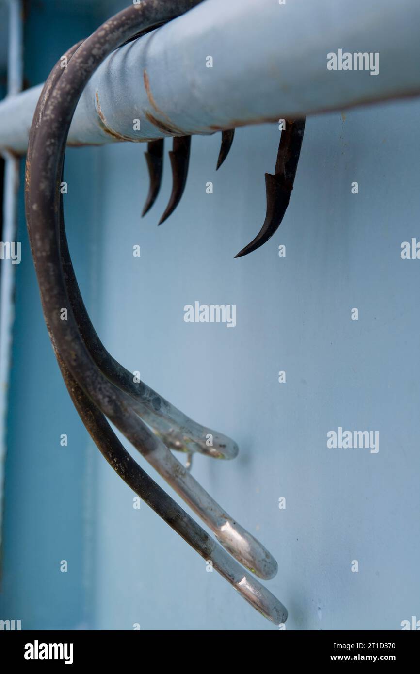 Hanging shark hi-res stock photography and images - Alamy