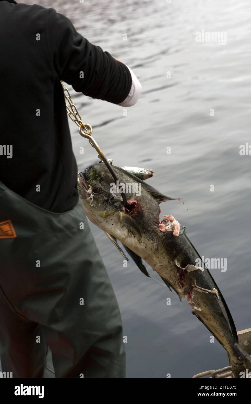 SHARK BAIT FISH Stock Photo - Alamy