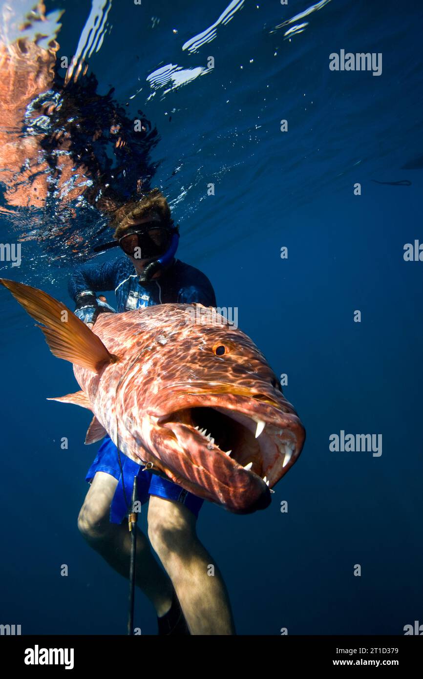 Underwater shot of a female spearfisher holding out a freshly speared ...