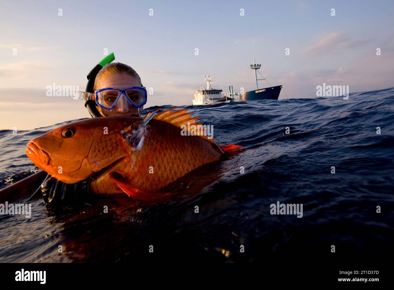A female spearfisher holding a speared snapper up for the camera, at ...