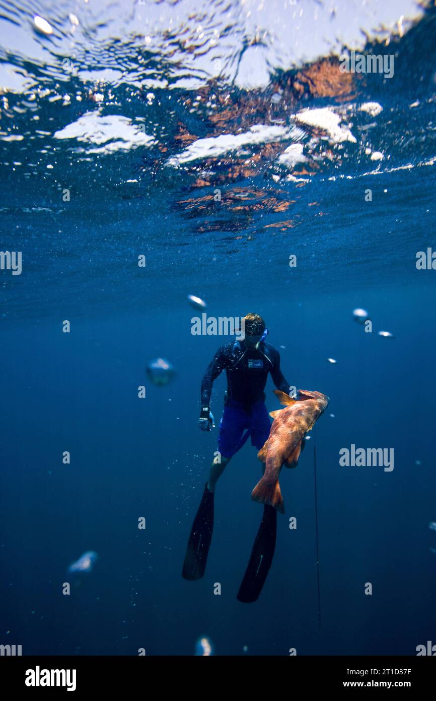 An underwater view of a male spearfisher rising to the surface with a ...