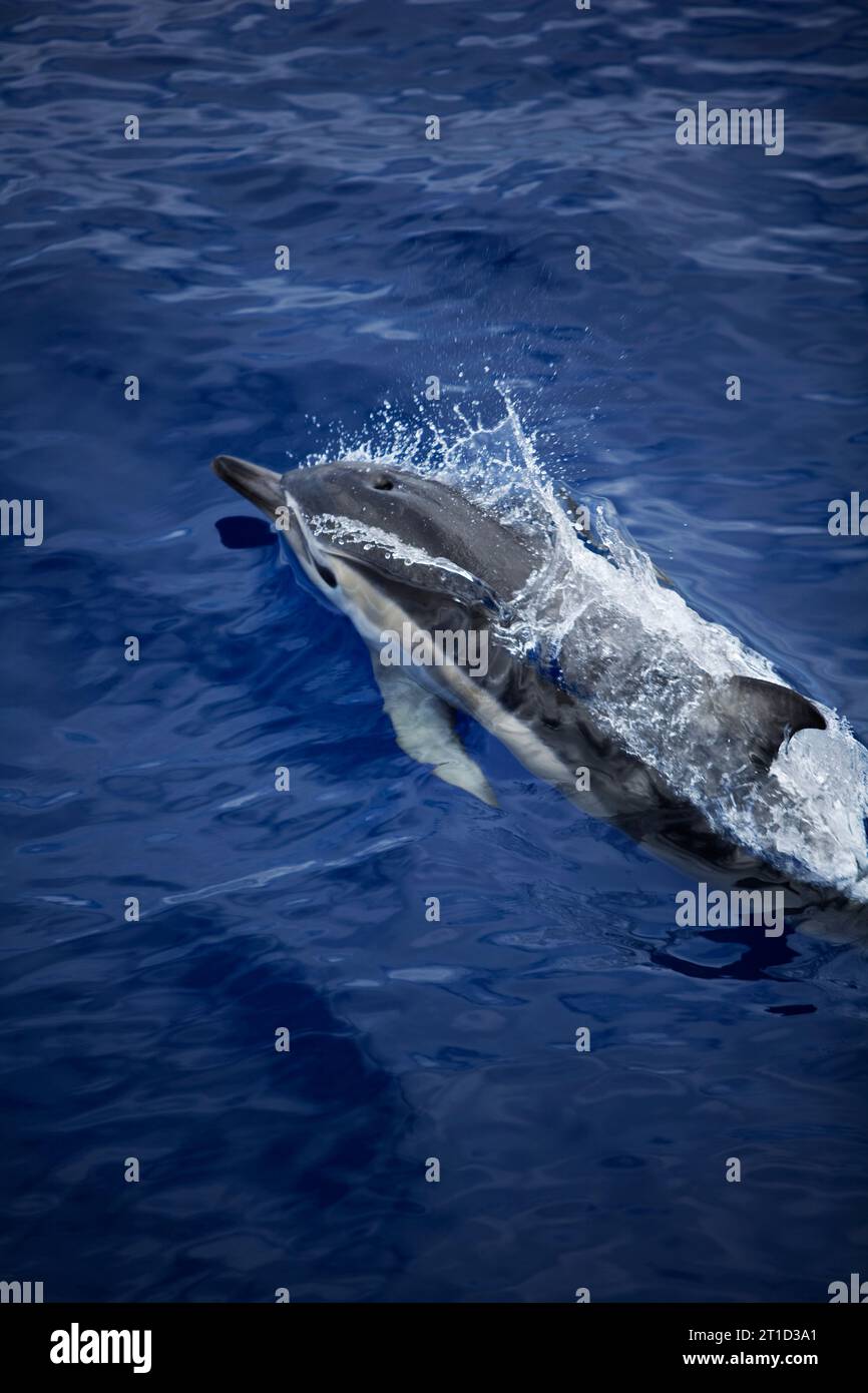 pacific white sided dolphin swimming at surface in blue water Stock ...
