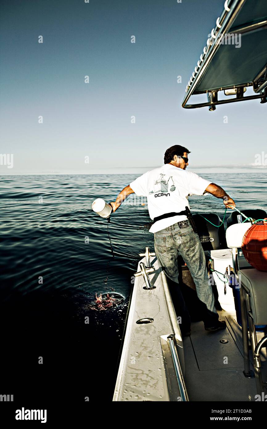 fisherman dripping blood in ocean to attract great white shark Stock ...