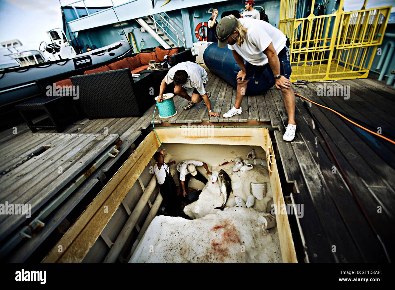 ice hold on ship used to store beef blood and chum for catching great ...