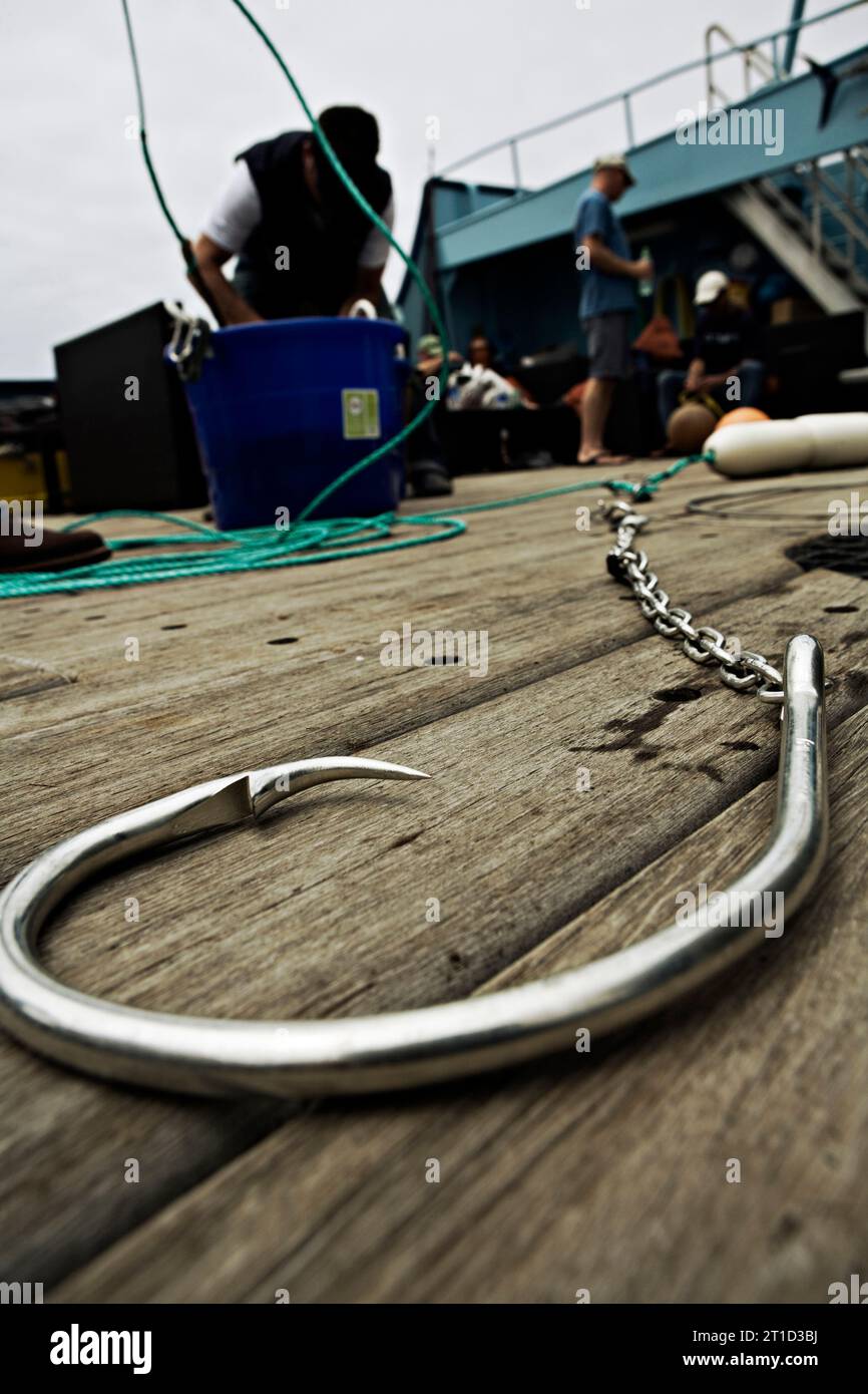 great white shark hook in foreground on boat deck with fisherman in ...