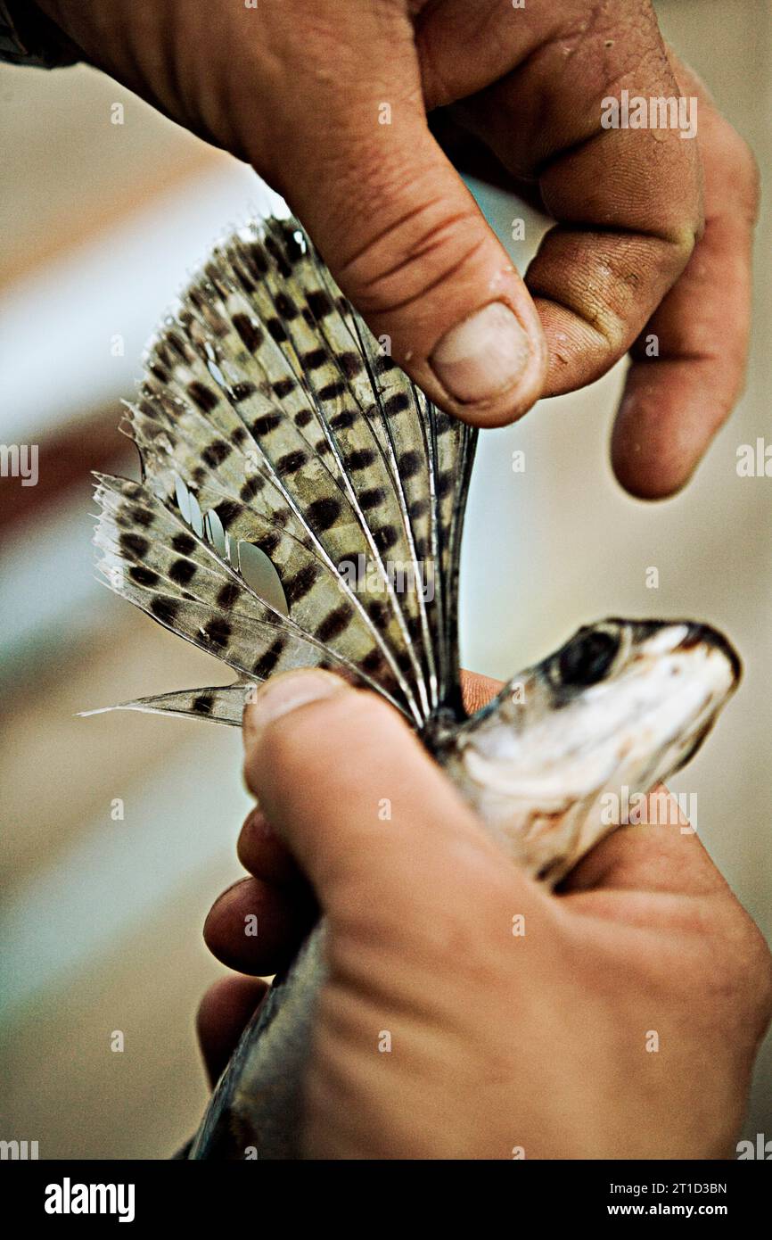Close up flying fish hi-res stock photography and images - Alamy