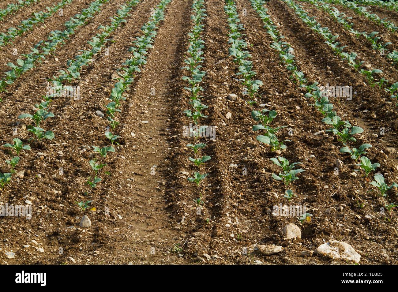 Long rows of cabbage plants on a field with brown earth Stock Photo - Alamy