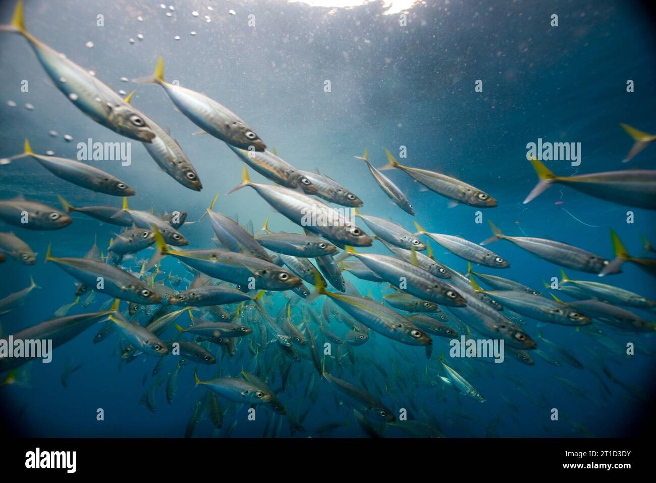 An underwater view of schooling fish in blue water Stock Photo - Alamy