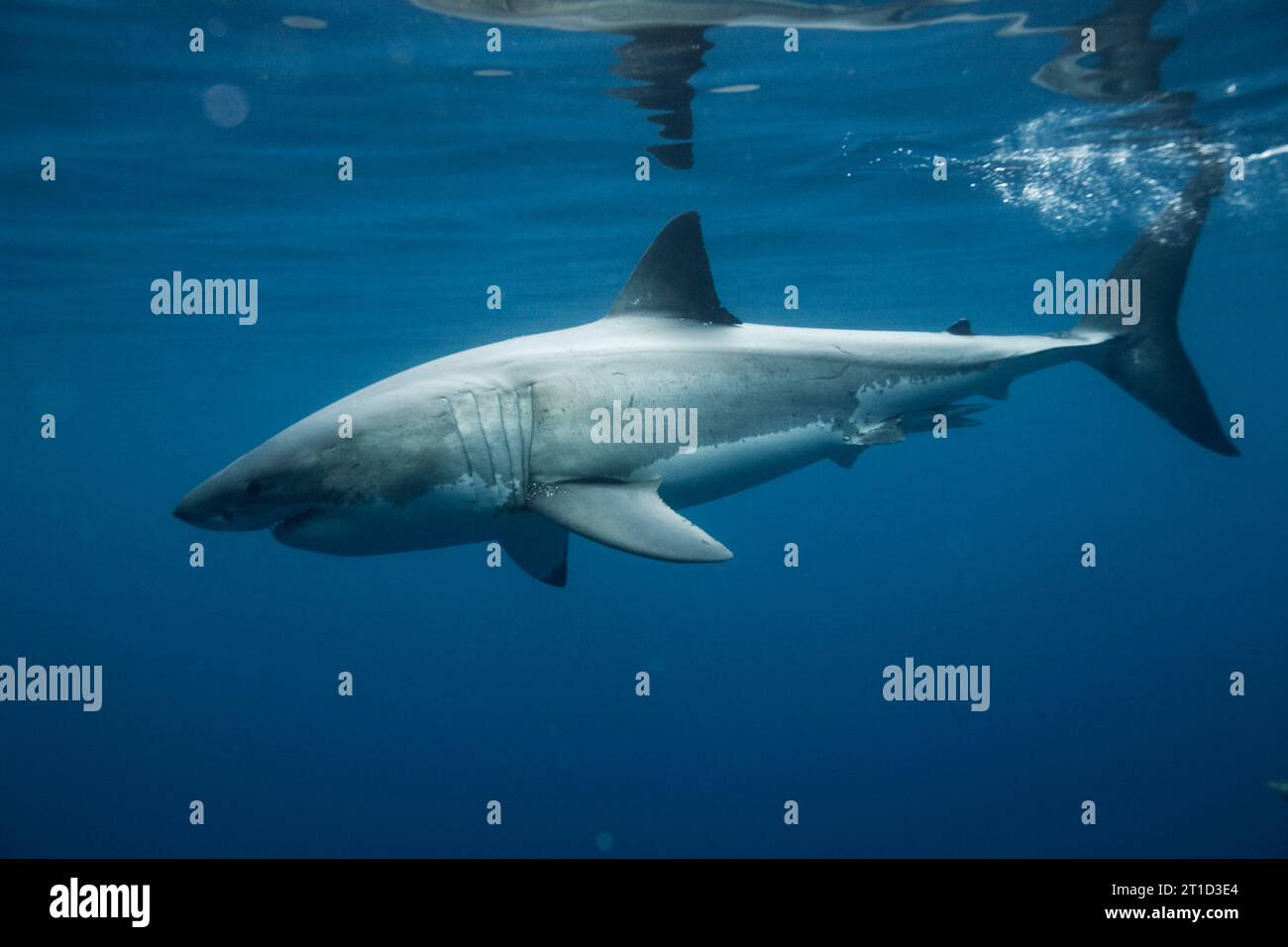 Shark profile hi-res stock photography and images - Alamy