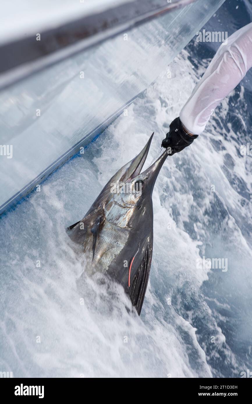 A deep sea fishing angler hold up the bill of a sailfish Stock Photo ...