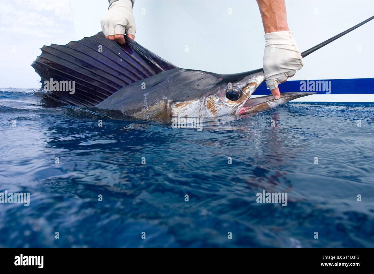 a close-up view of a sailfish bill being grabbed on the surface Stock ...
