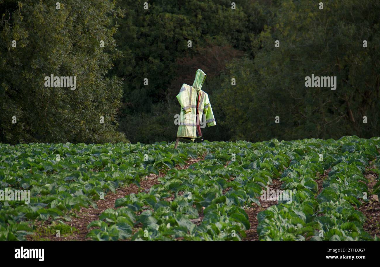 Scarecrow, made of a faded safety jacket, in a field with cabbage Stock ...