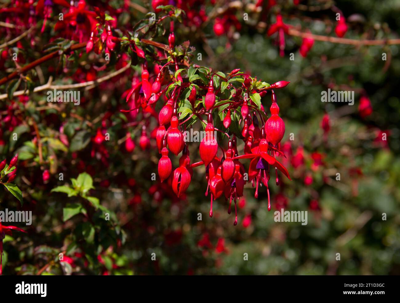 Fuchsia magellanica riccartonii hi-res stock photography and images - Alamy