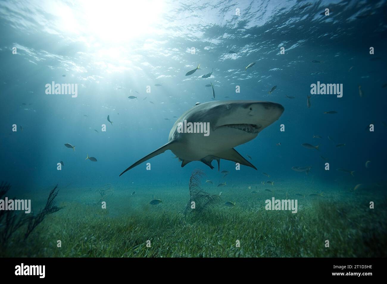 Seagrass sealife hi-res stock photography and images - Alamy