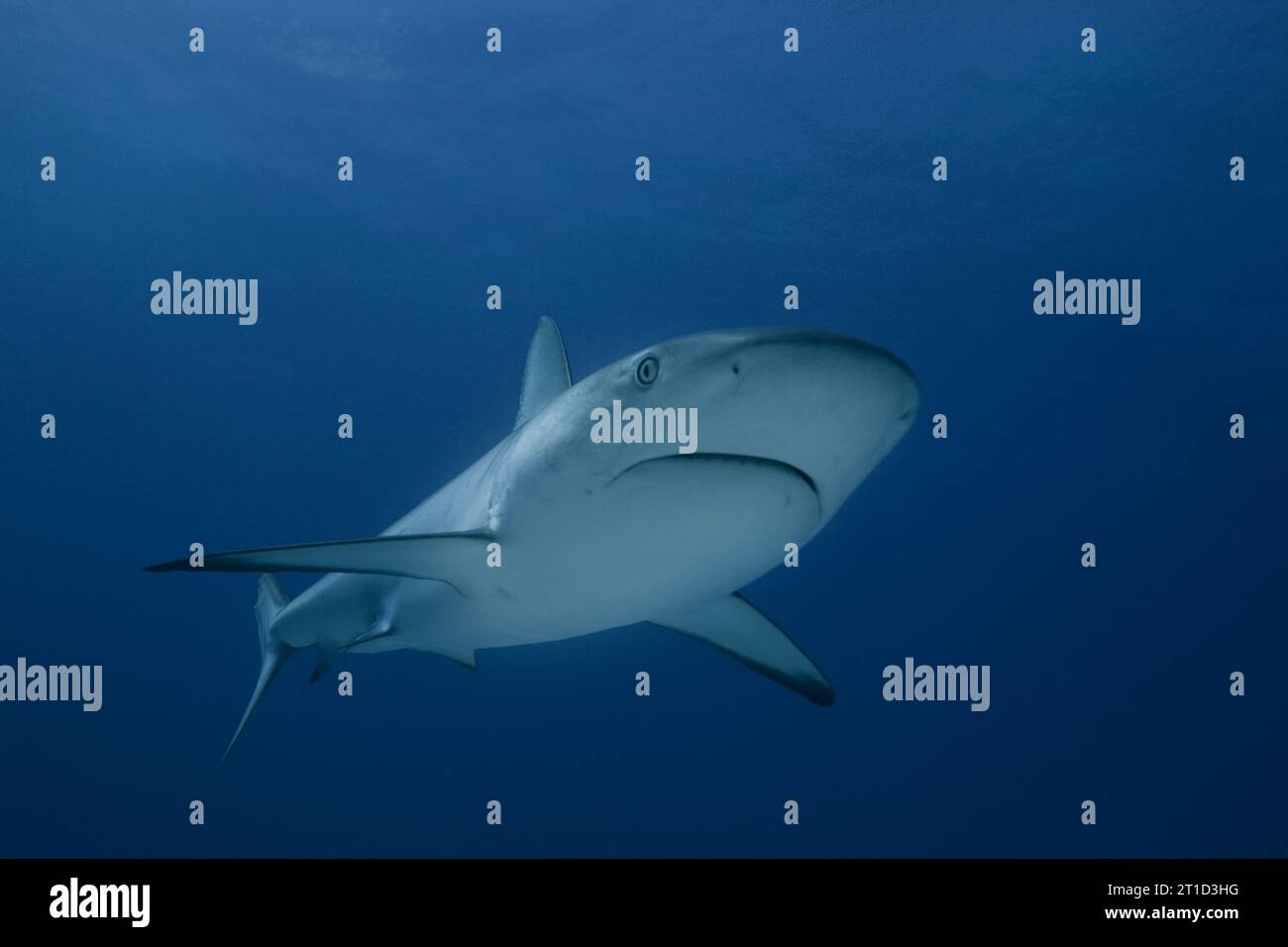 Reef shark underwater Stock Photo - Alamy