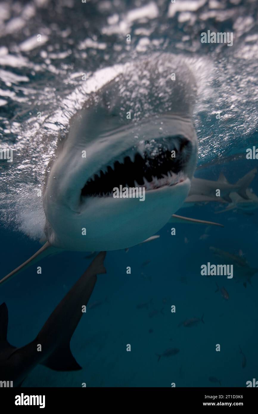 underwater shot of a shark with sharp teeth surging toward the camera ...