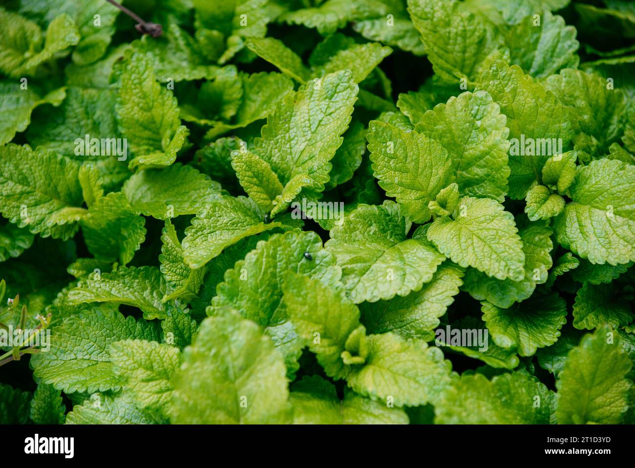 beautiful green leaves of melissa Stock Photo - Alamy