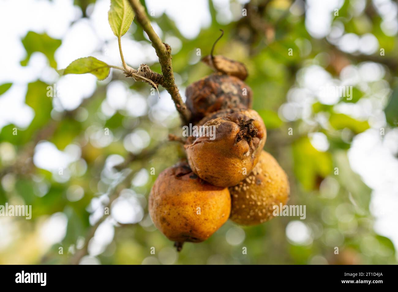 Rotting tree branch hi-res stock photography and images - Alamy
