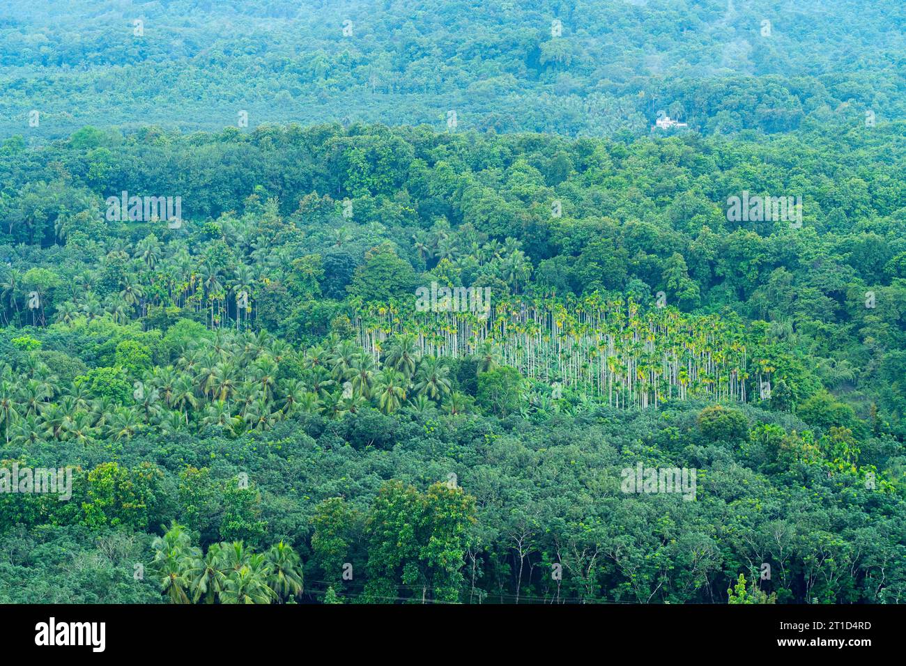 Kurishu Paara is a mountain located in Edivanna village around 15 km ...