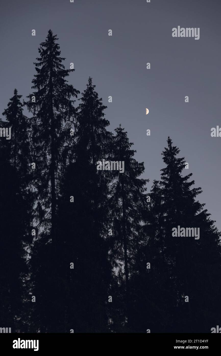 Moon pine tree forest sky hi-res stock photography and images - Alamy