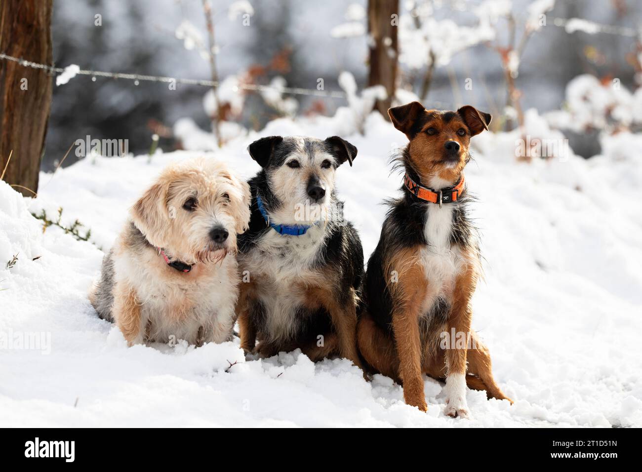 Family together dogs hi-res stock photography and images - Alamy
