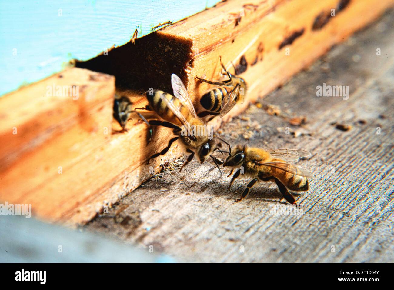Two bees communicating at entrance to beehive Stock Photo - Alamy
