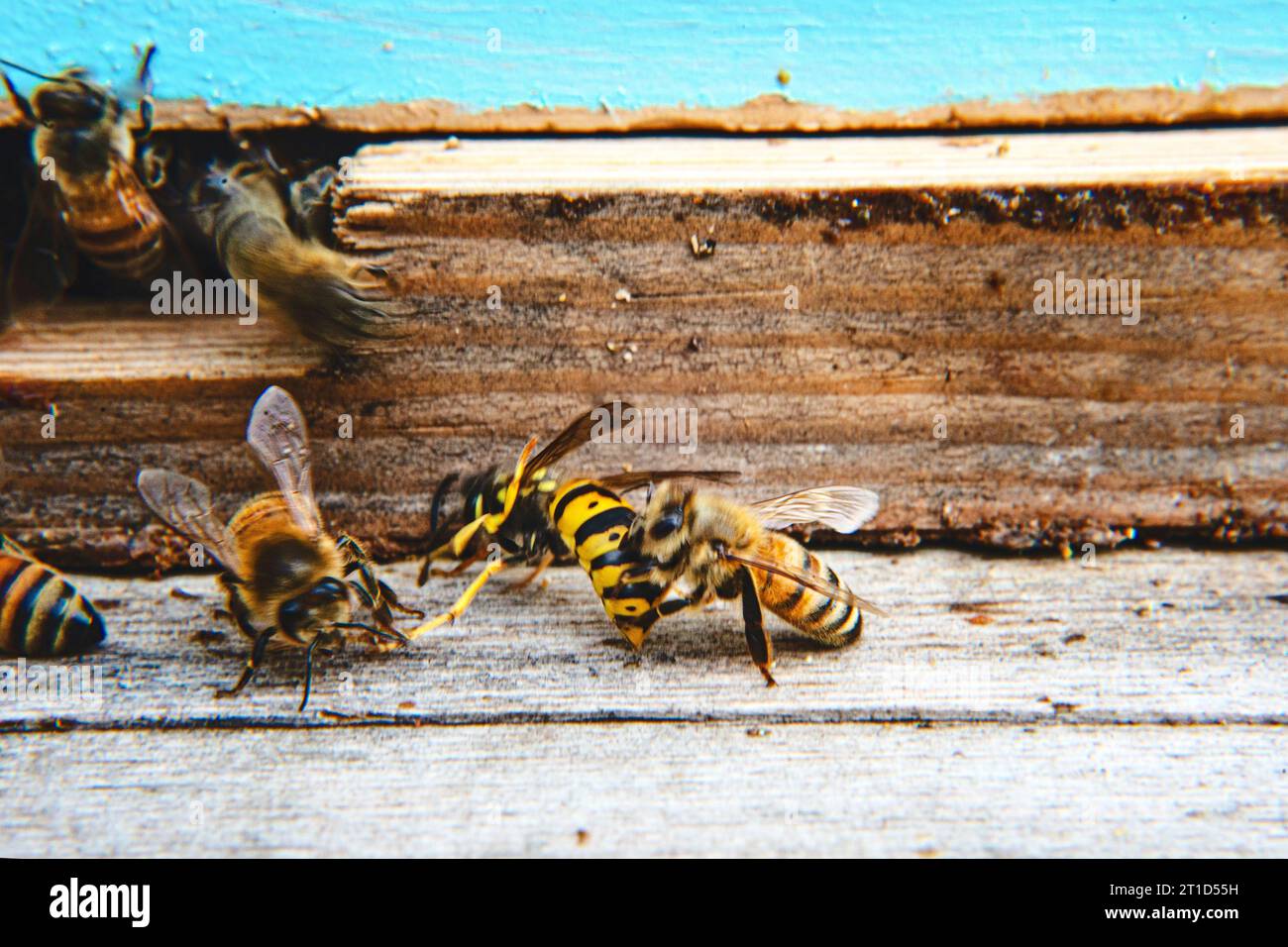 Guard bees fighting yellow jacket wasp on beehive landing board Stock ...