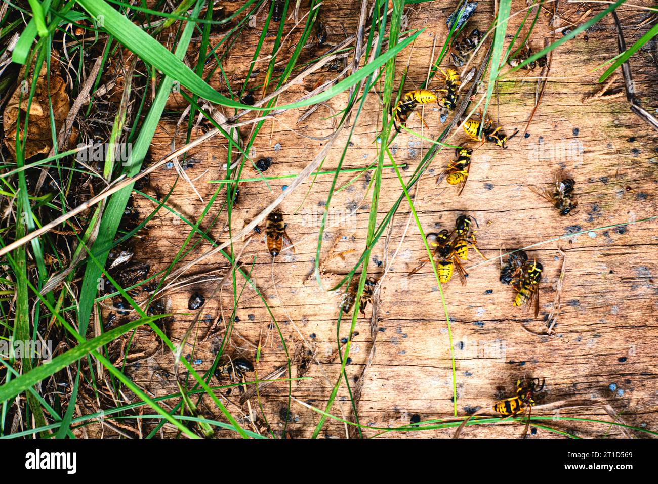 Dead yellow jacket wasps killed by guard bees at entrance to beehive ...