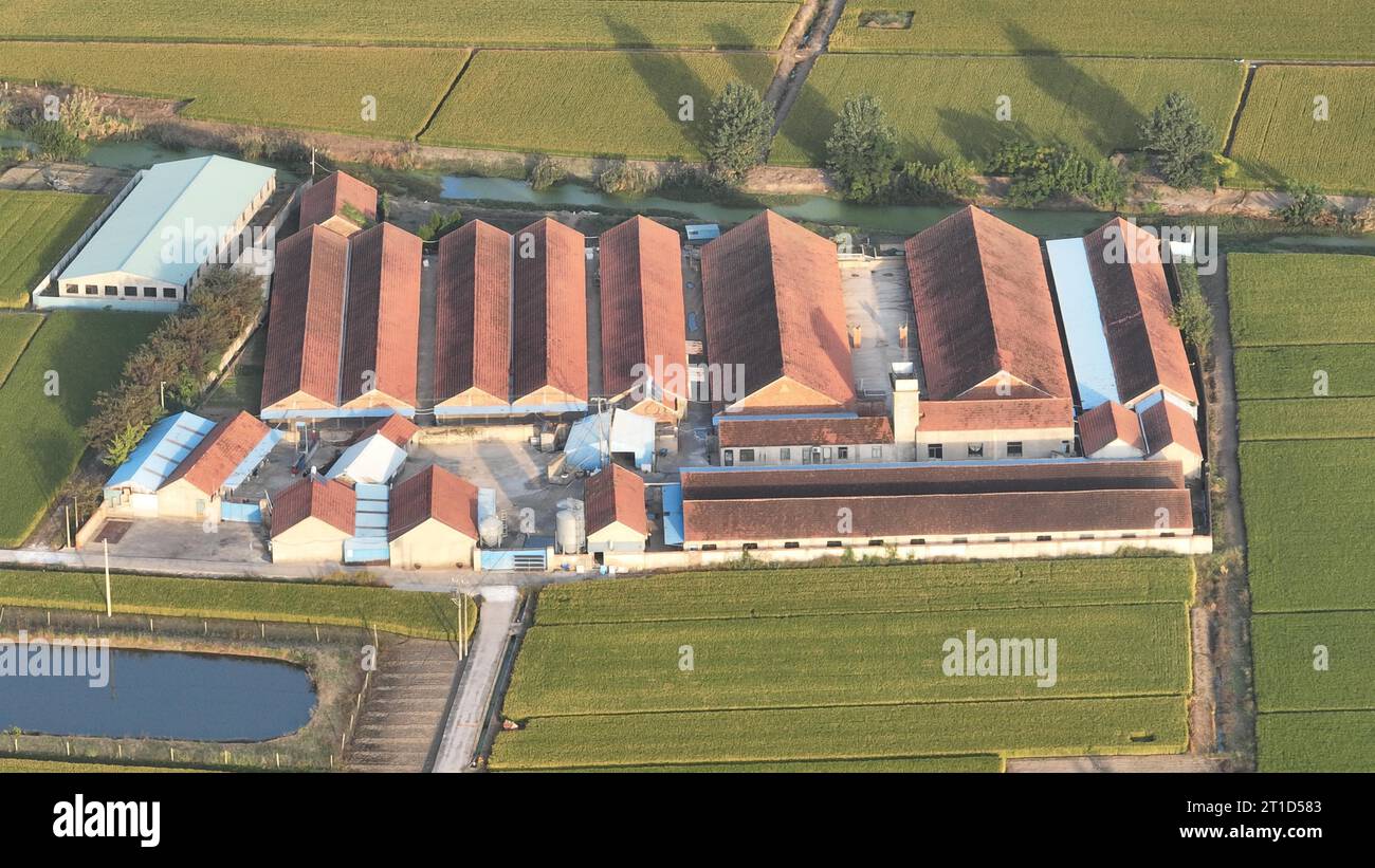 Aerial photo shows the large paddy fields in Fengli Town, Rudong County ...