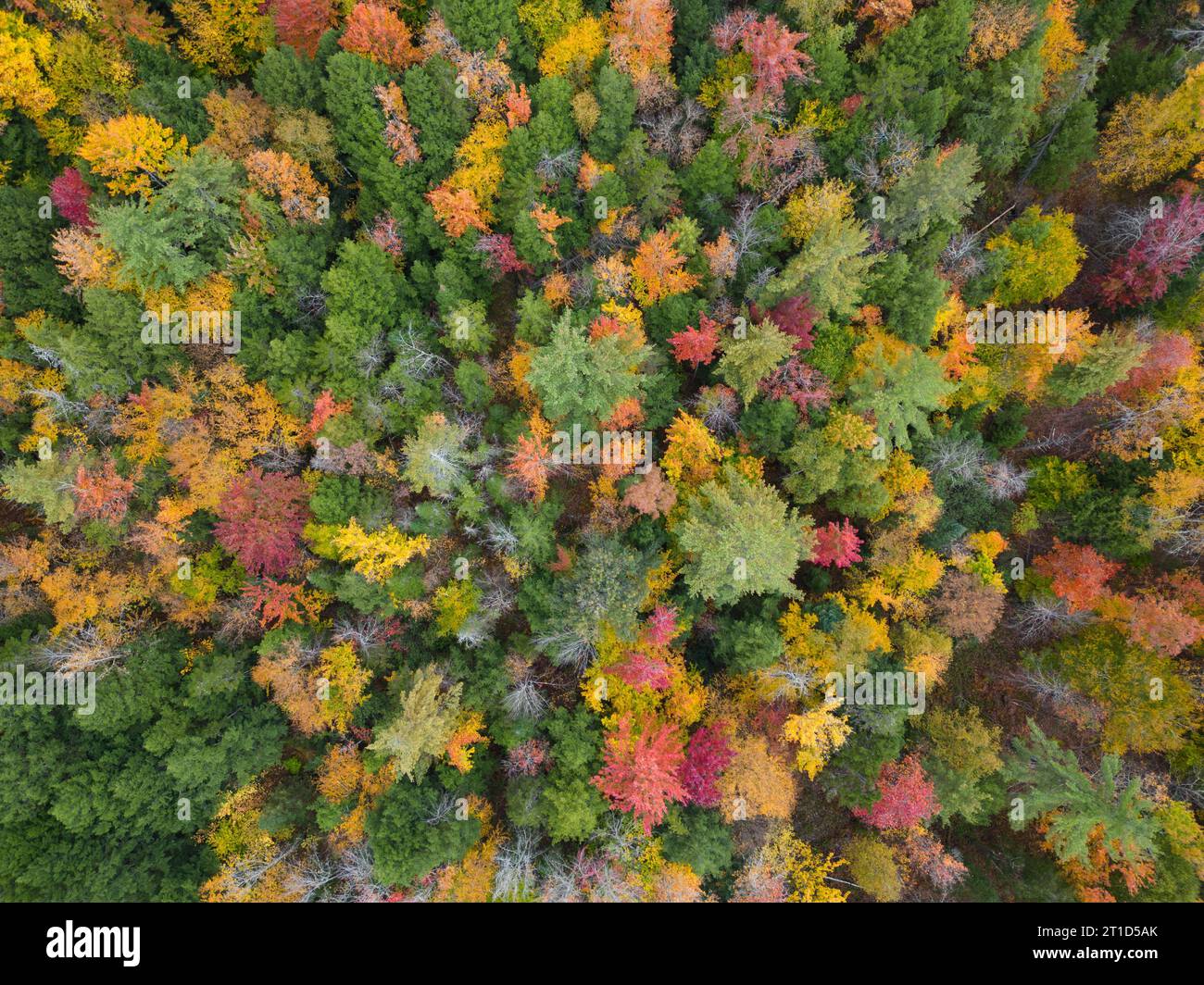 Birds eye view of fall trees in Vermont Stock Photo - Alamy