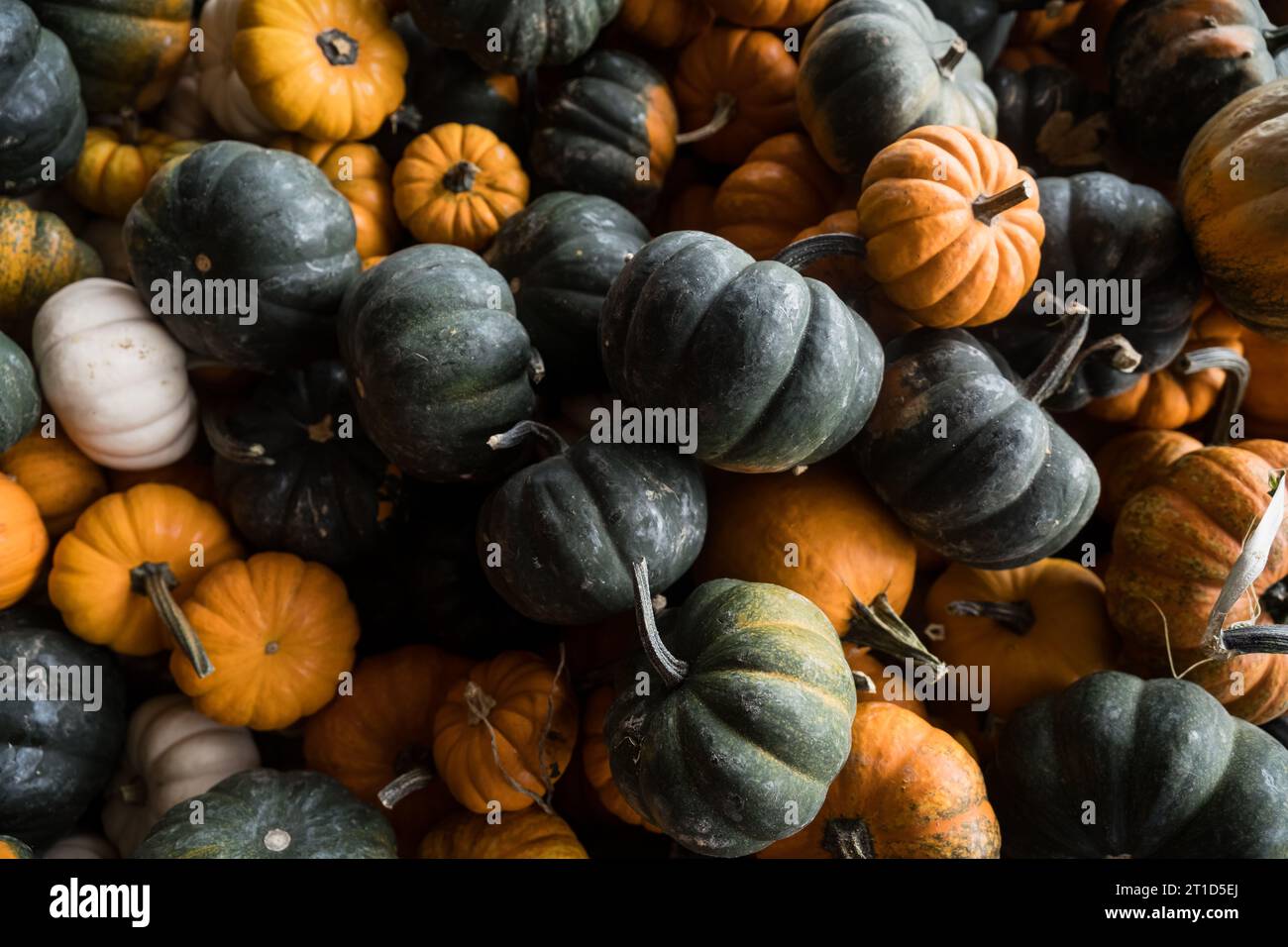 Overhead view of colorful miniature pumpkins Stock Photo - Alamy
