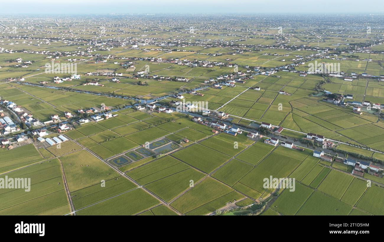 Aerial photo shows the large paddy fields in Fengli Town, Rudong County ...
