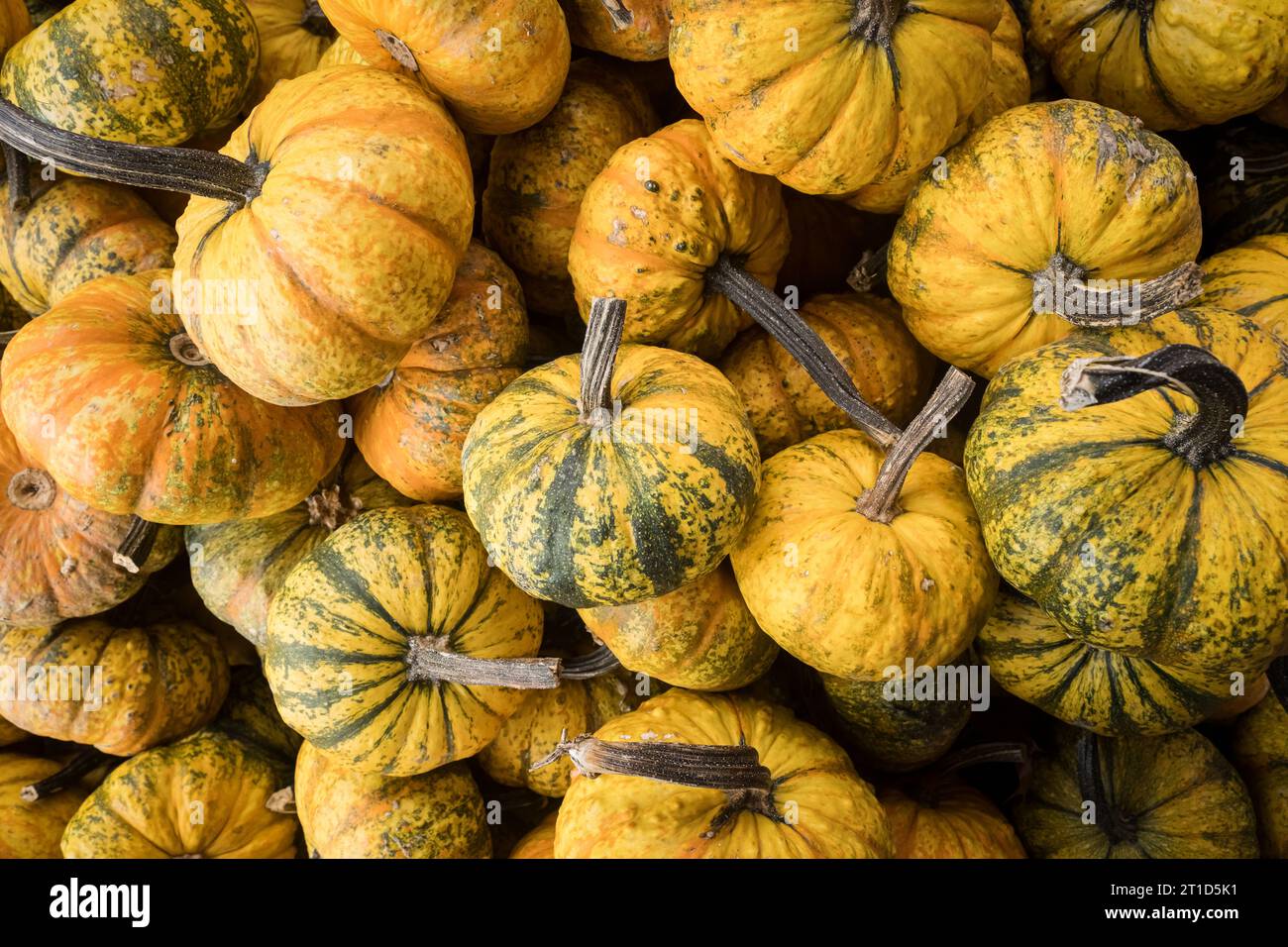 Overhead view of colorful miniature pumpkins Stock Photo - Alamy