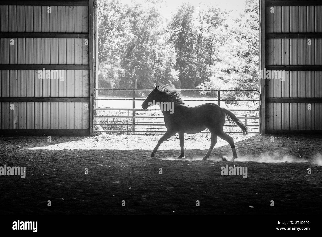White horse running Black and White Stock Photos & Images - Alamy